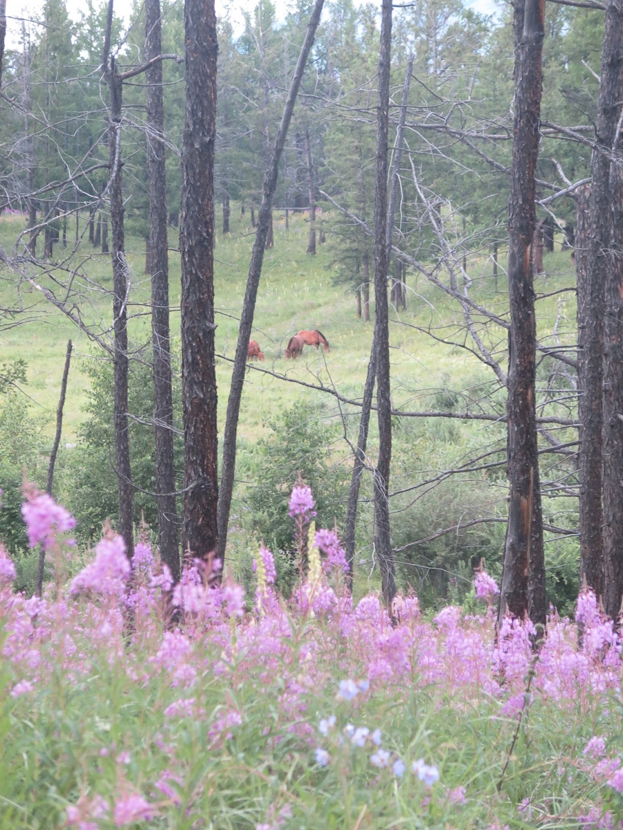 Kristallklares Wasser und Rentiernomaden am Chuwsgulsee